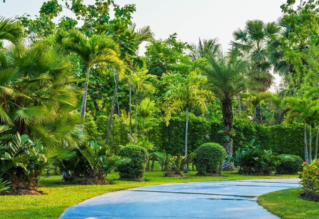 18 Must-Plant Trees to Line Your Driveway for Year-Round Beauty