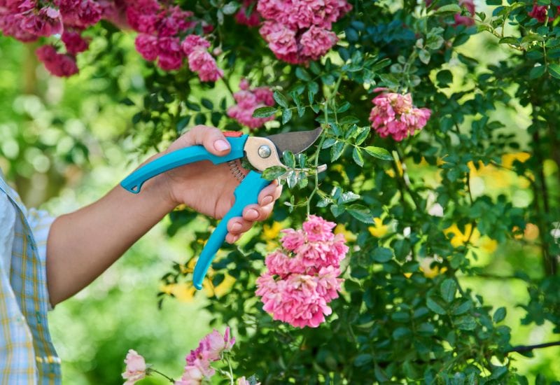 How to Prune and Fertilize Roses Like a Pro This Spring