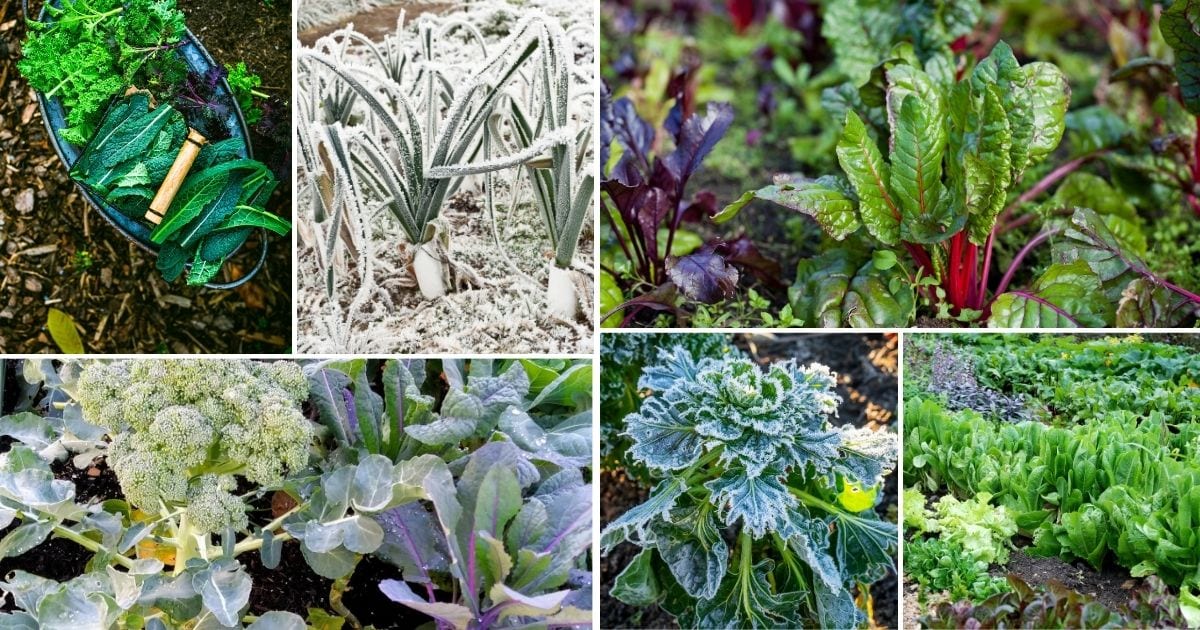 18 Cold-Weather Crops to Grow in Your Winter Vegetable Garden!