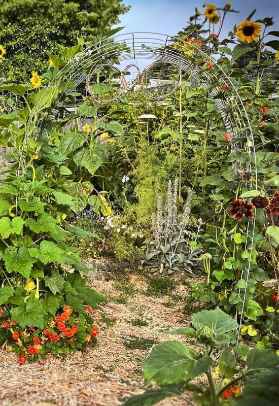 Three Sisters Gardening: Planting Corn, Beans and Squash Together using ...