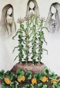 Three Sisters Gardening: Planting Corn, Beans and Squash Together using ...