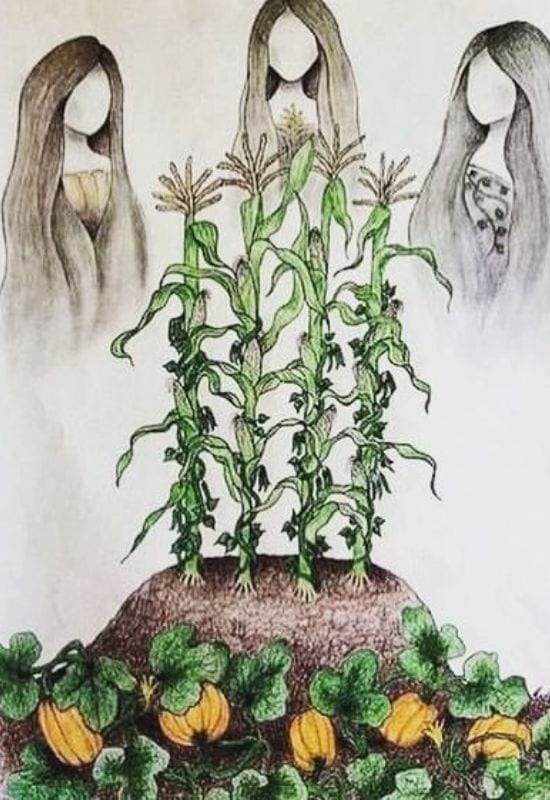 Three Sisters Gardening: Planting Corn, Beans and Squash Together using ...