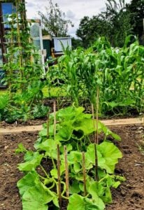 Three Sisters Gardening: Planting Corn, Beans and Squash Together using ...