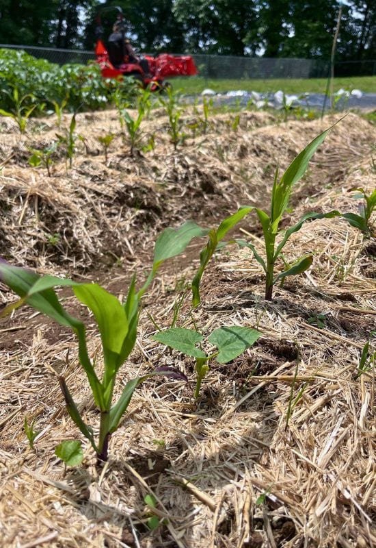 Three Sisters Gardening: Planting Corn, Beans and Squash Together using ...