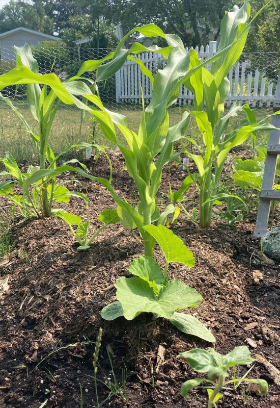 Three Sisters Gardening: Planting Corn, Beans and Squash Together using ...