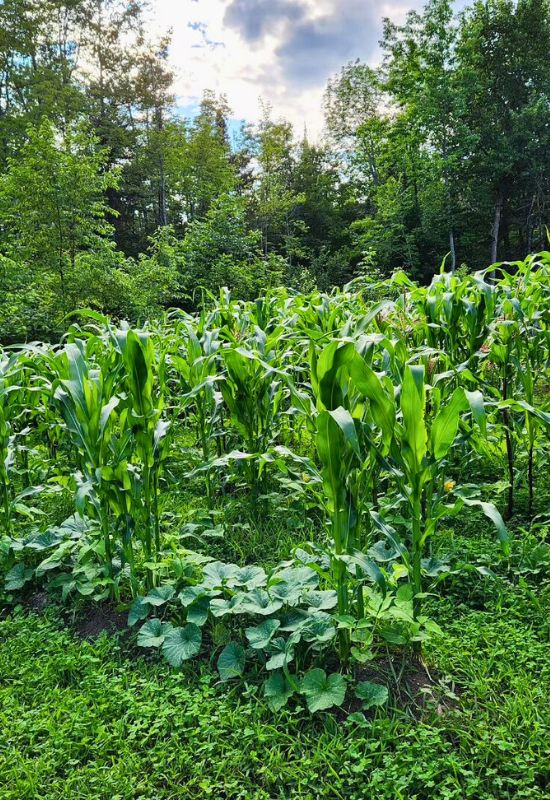 Three Sisters Gardening: Planting Corn, Beans and Squash Together using ...