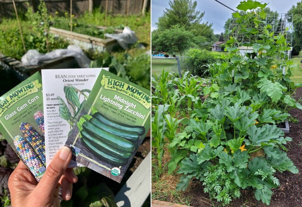Three Sisters Gardening: Planting Corn, Beans and Squash Together using ...