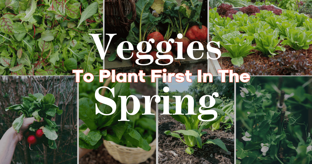 8 Vegetables to Plant FIRST in Spring to Put Food on Your Table FAST
