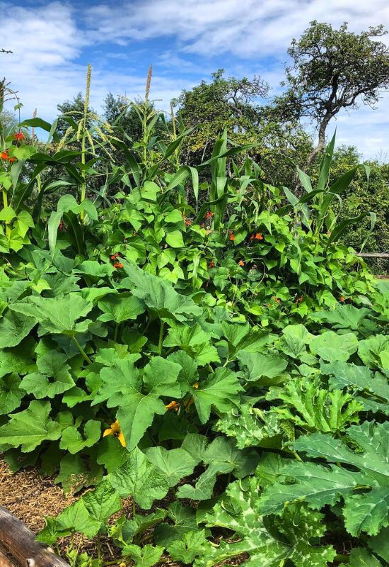 Three Sisters Gardening: Planting Corn, Beans and Squash Together using ...