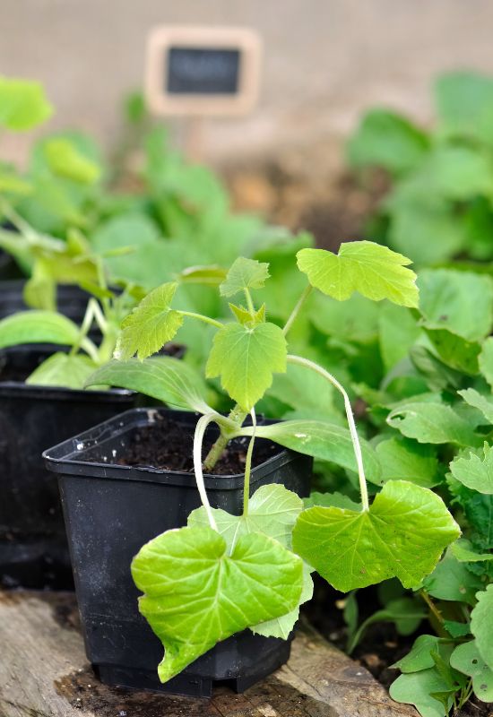 Three Sisters Gardening: Planting Corn, Beans and Squash Together using ...