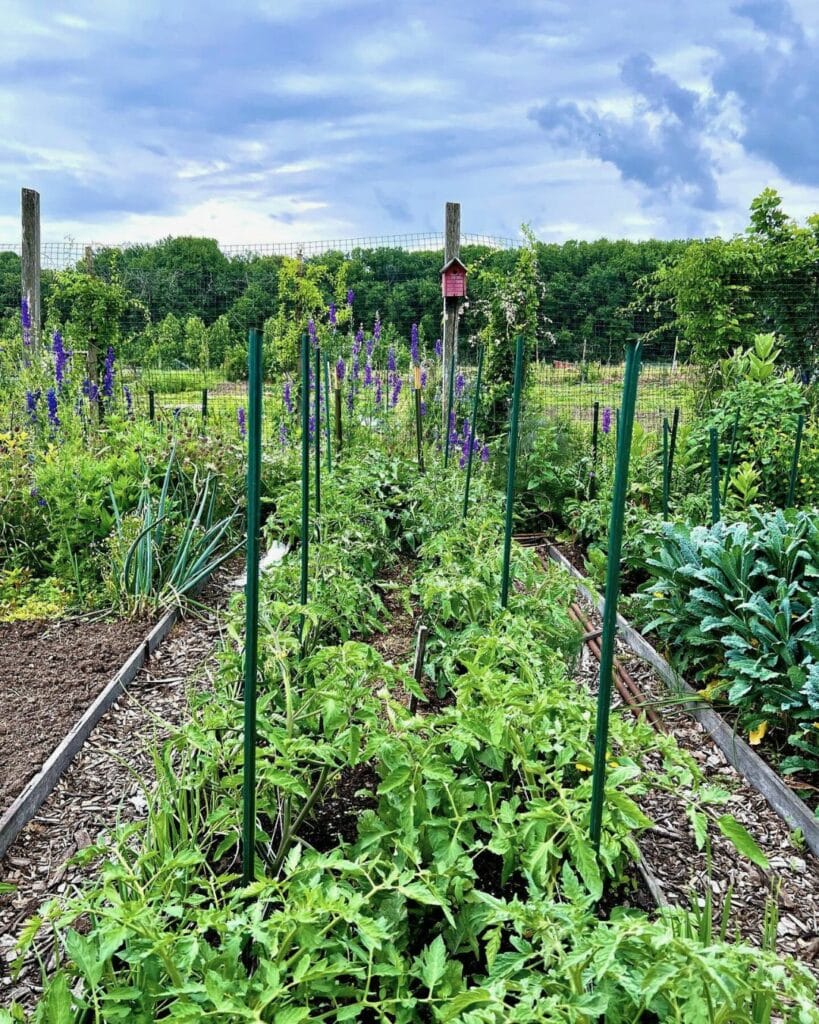 The Florida Weave Is the Perfect Trellising System for Your Tomato Plants