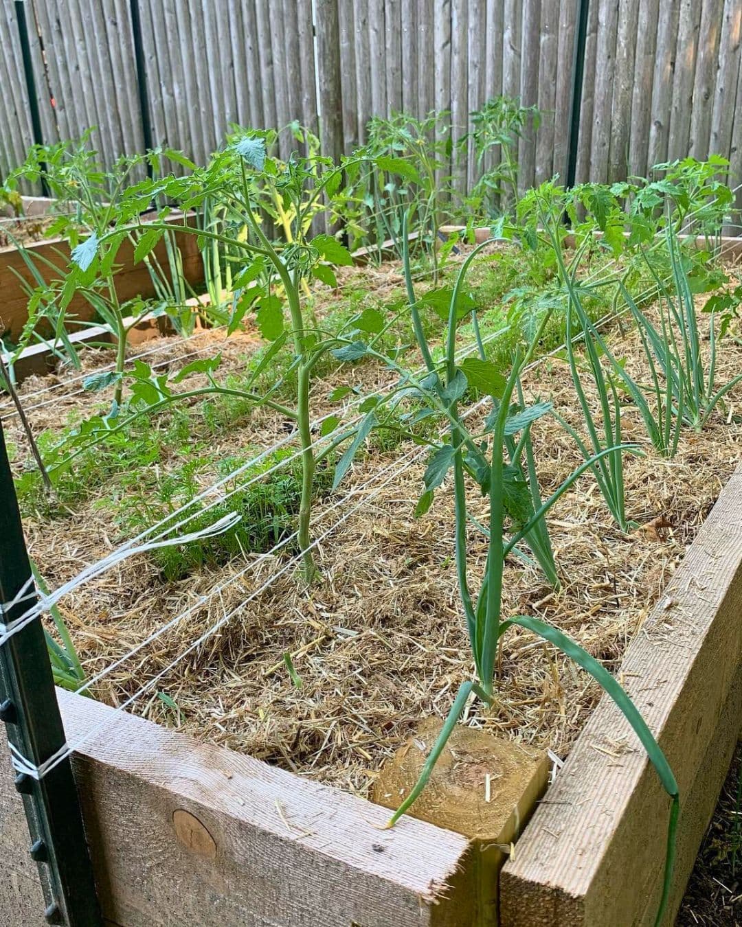 The Florida Weave Is the Perfect Trellising System for Your Tomato Plants