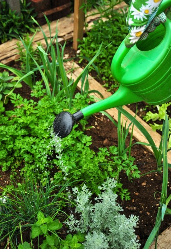 25 Common Vegetable Gardening Mistakes You Didn't Know You Were Making ...