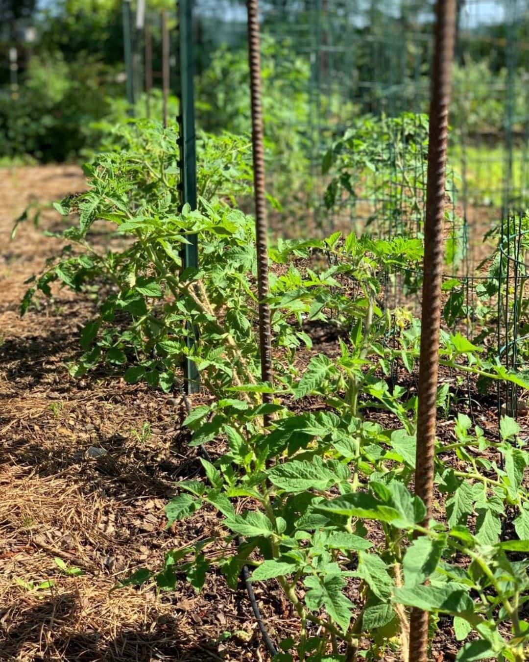 The Florida Weave Is the Perfect Trellising System for Your Tomato Plants