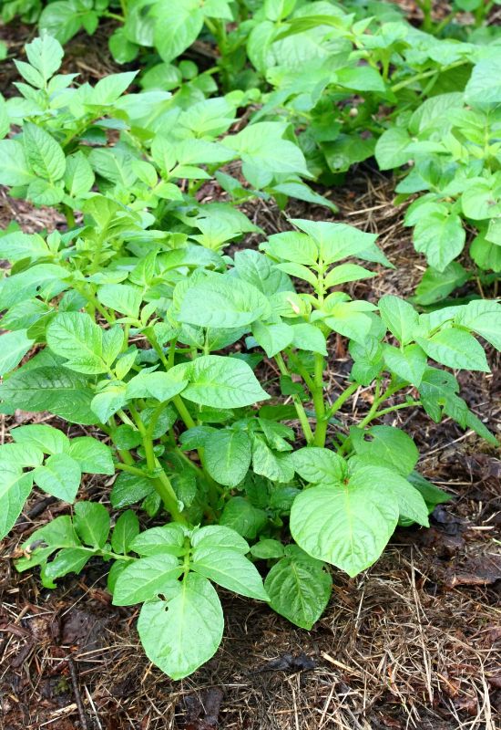 5 Proven Strategies for a Non-Stop Potato Harvest from Spring to Fall