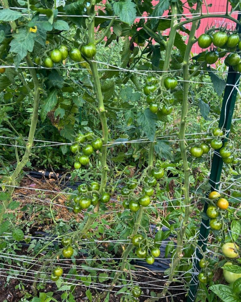 The Florida Weave Is the Perfect Trellising System for Your Tomato Plants