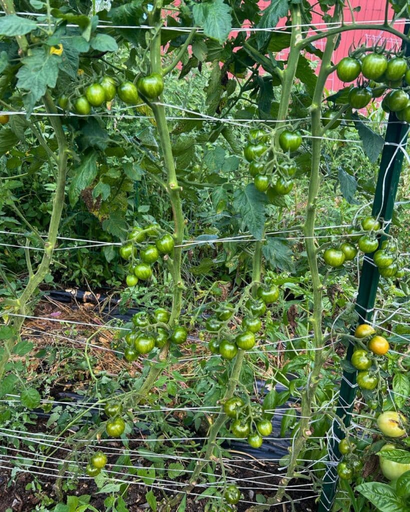 The Florida Weave Is the Perfect Trellising System for Your Tomato Plants