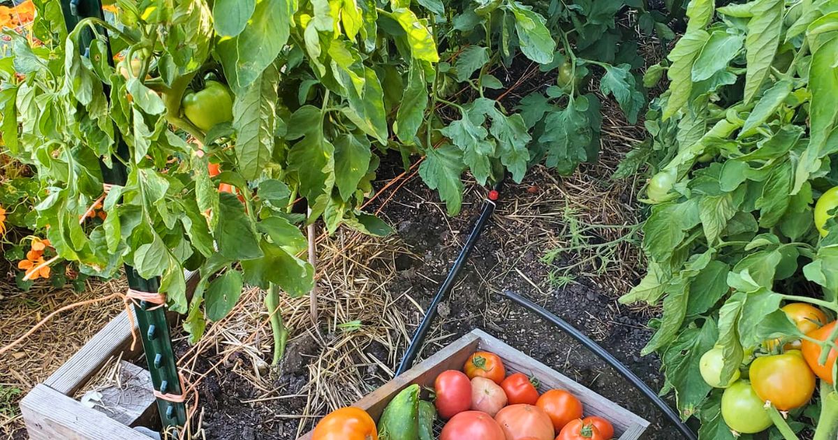 The Florida Weave Is the Perfect Trellising System for Your Tomato Plants