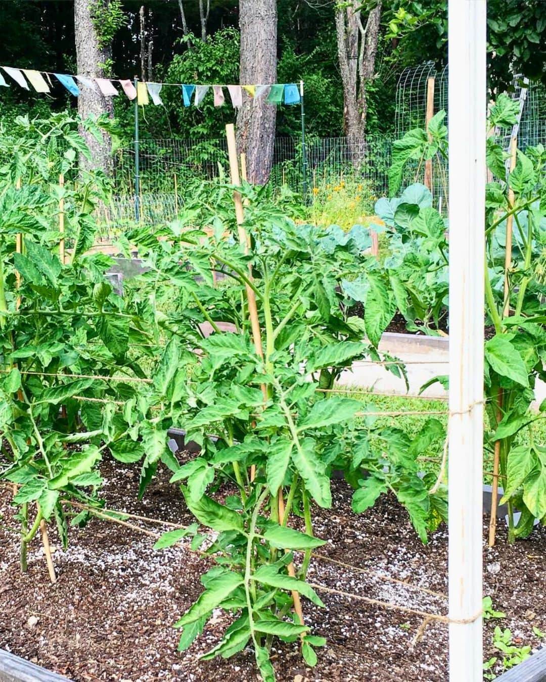 The Florida Weave Is the Perfect Trellising System for Your Tomato Plants