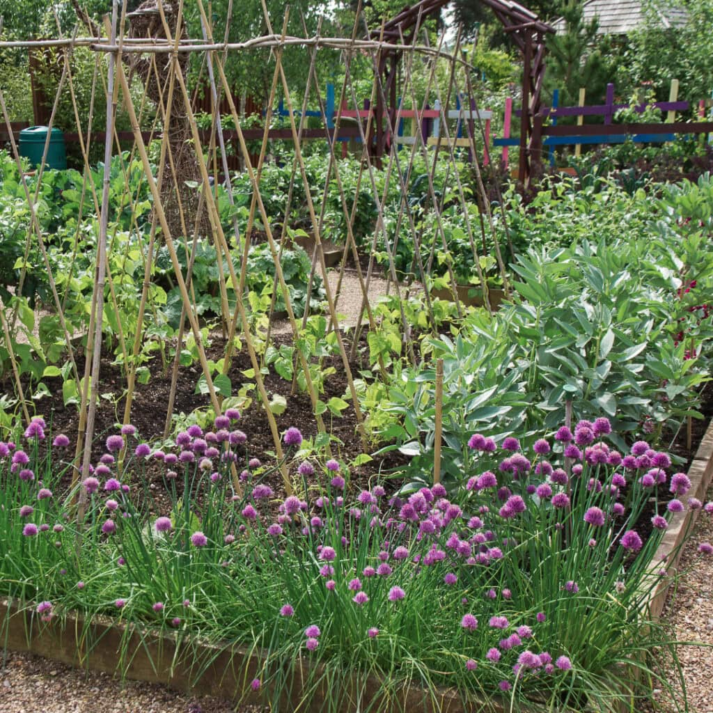 9 Amazing Benefits of Growing Chives That Will Make You Want to Plant Them