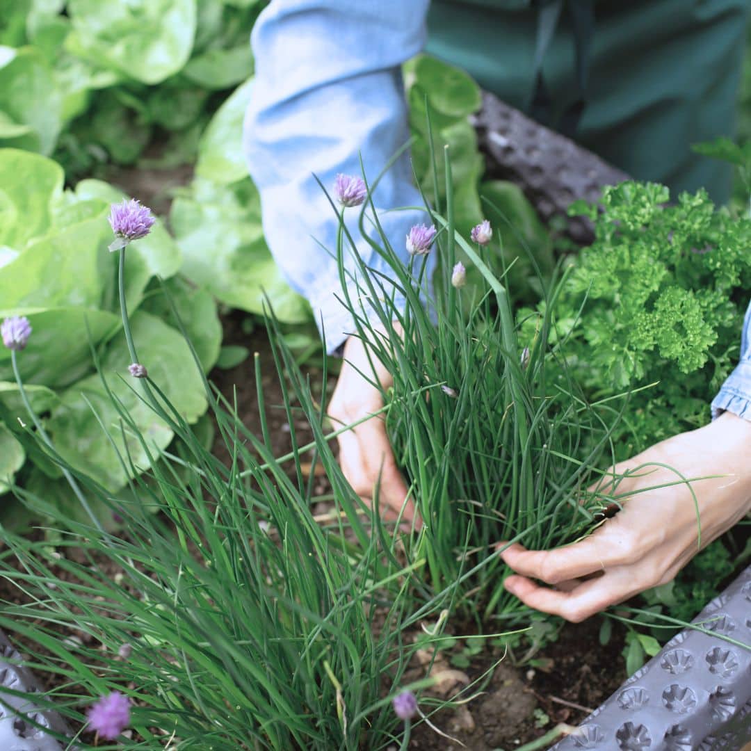 9 Amazing Benefits of Growing Chives That Will Make You Want to Plant Them