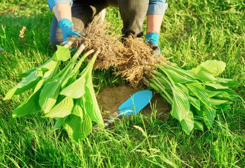9 Secrets to Keep Hosta Leaves Healthy from Spring to Fall!