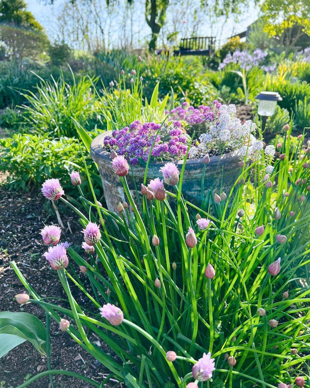 9 Amazing Benefits of Growing Chives That Will Make You Want to Plant Them