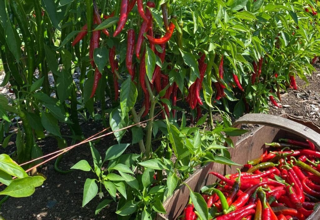 10 Excellent Hot Pepper Plants for Short Seasons or Cold Climates
