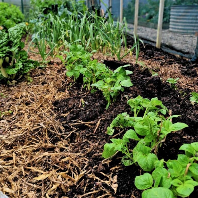 How to Fertilize Potatoes: The Secret for a Bumper Potato Harvest!