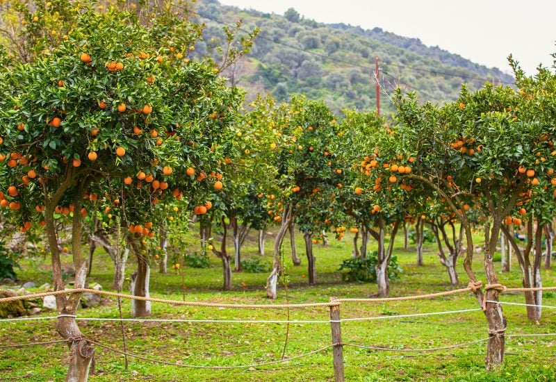 how-to-layer-a-food-forest-and-what-to-plant-in-each