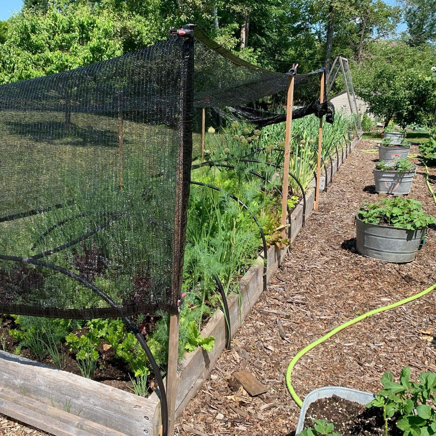 How to Cool Garden Soil During a Heatwave: 6 Simple Secrets to Maximize ...