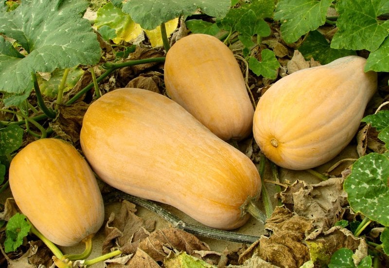 6-deadly-mistakes-you-cant-afford-when-growing-squash
