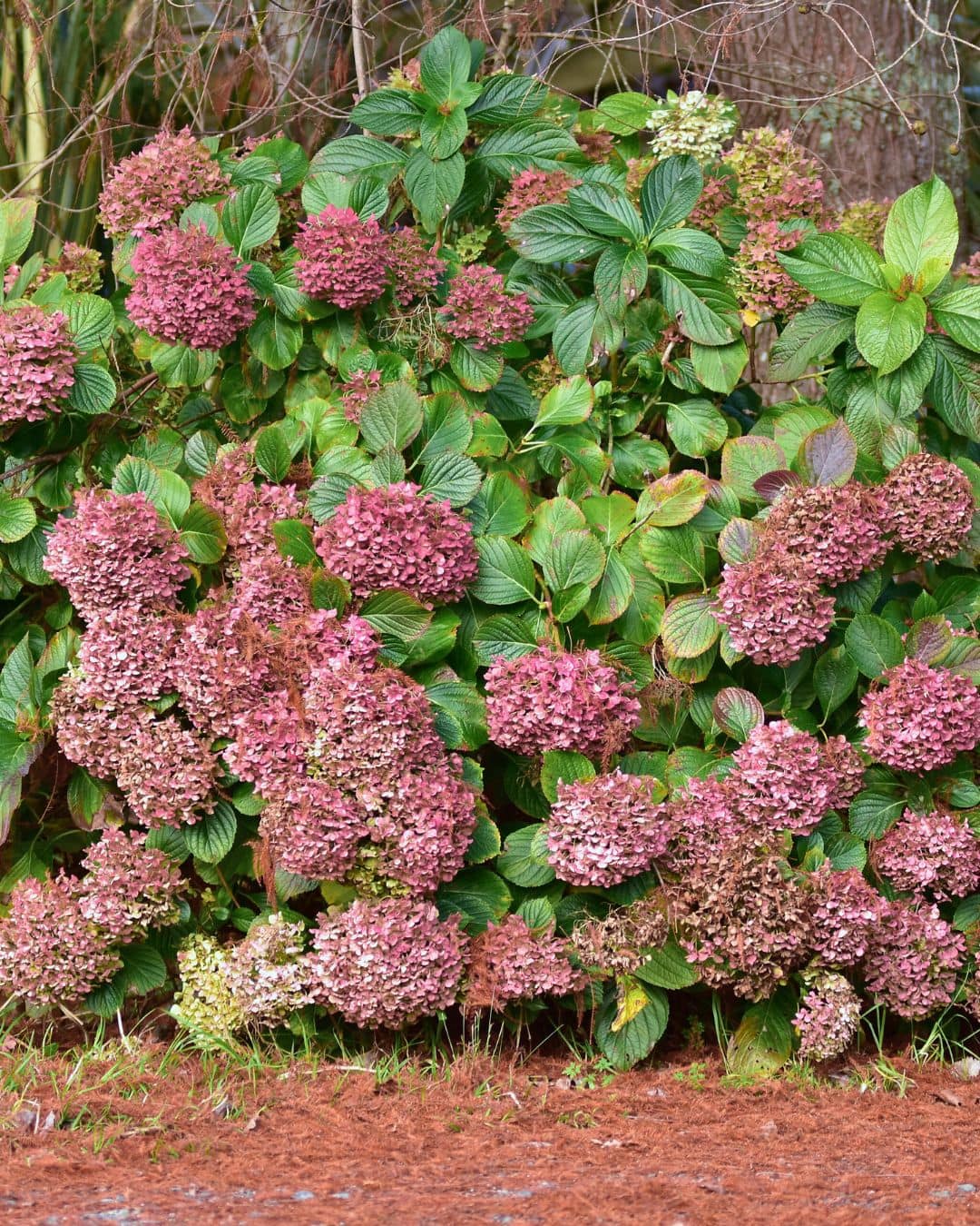 Care for Hydrangeas After They Finished Flowering: Here’s What You Need ...