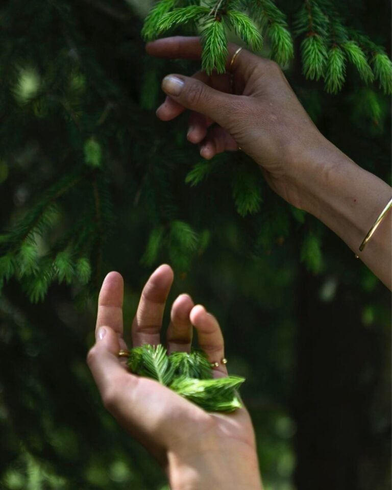 Classic Conifer Tip Syrup With Spruce, Fir, Pine or Hemlock (Tsuga)