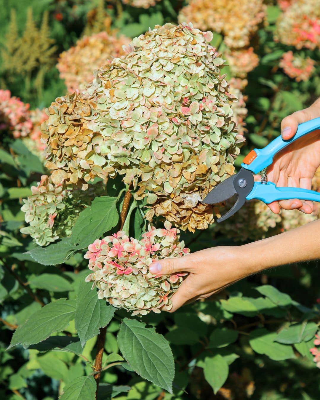 Care for Hydrangeas After They Finished Flowering: Here’s What You Need ...