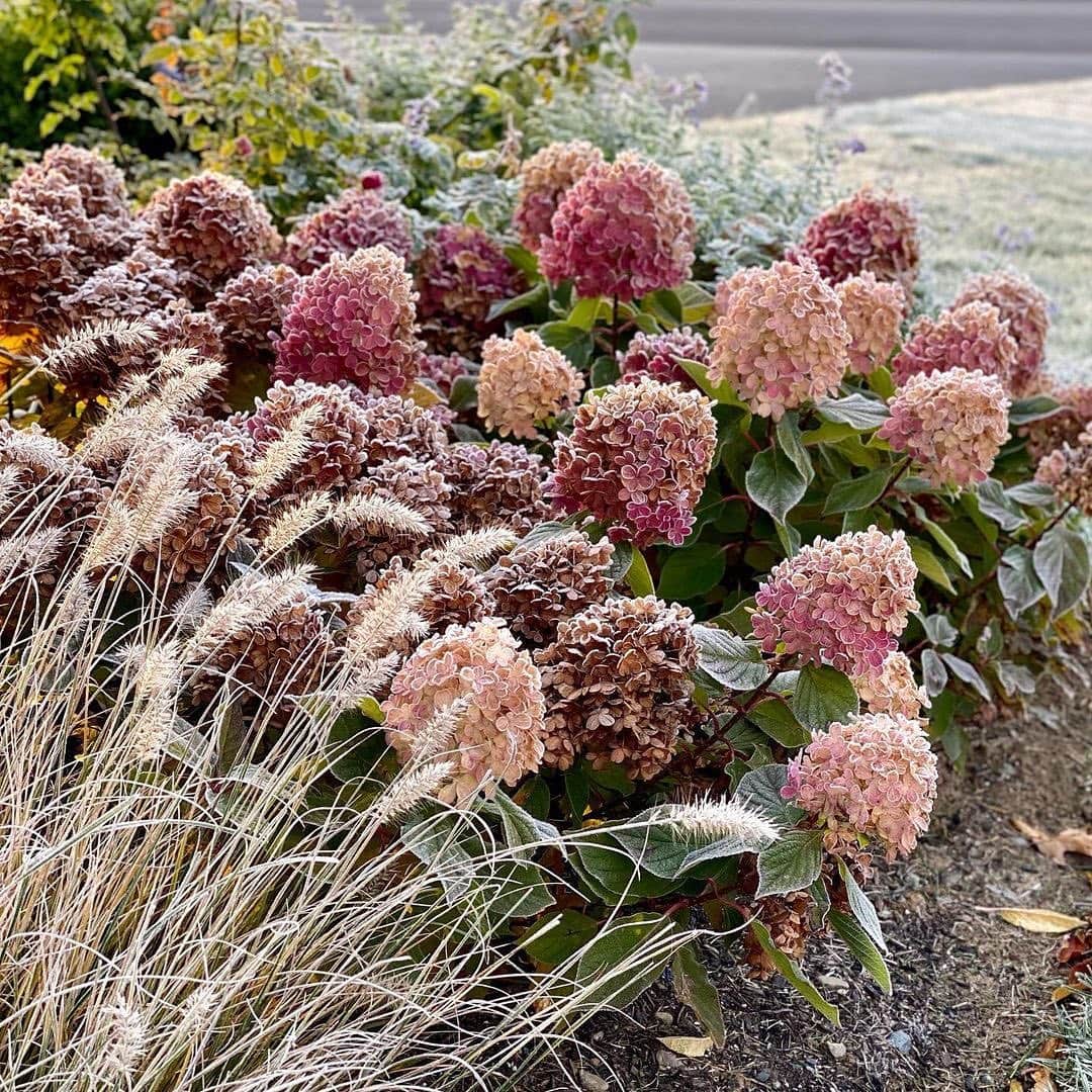 Care for Hydrangeas After They Finished Flowering: Here’s What You Need ...
