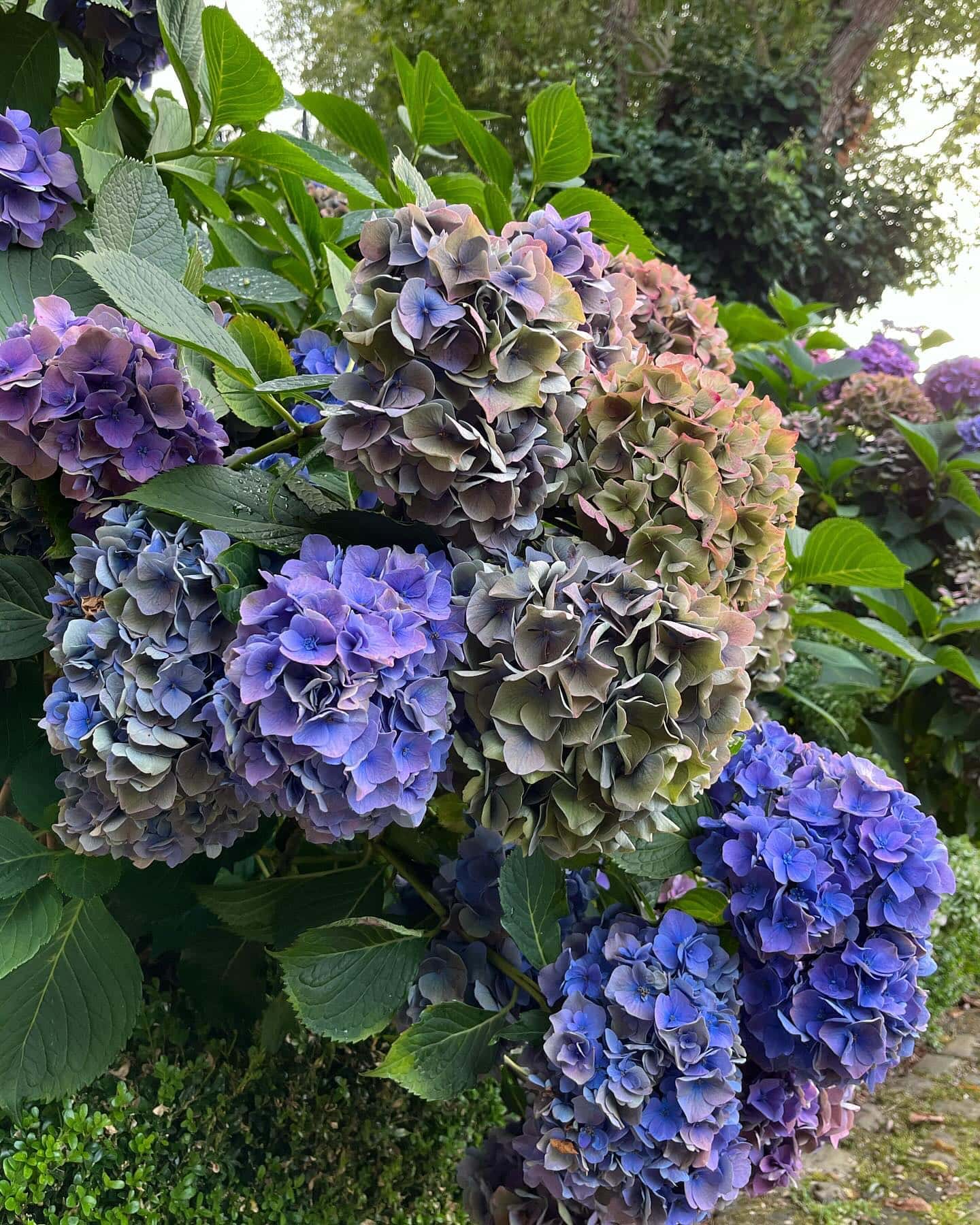 Care for Hydrangeas After They Finished Flowering: Here’s What You Need ...