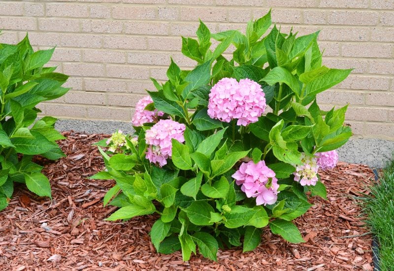 What to Do With Hydrangeas in Fall: 11 Proven Tips That Guarantee ...