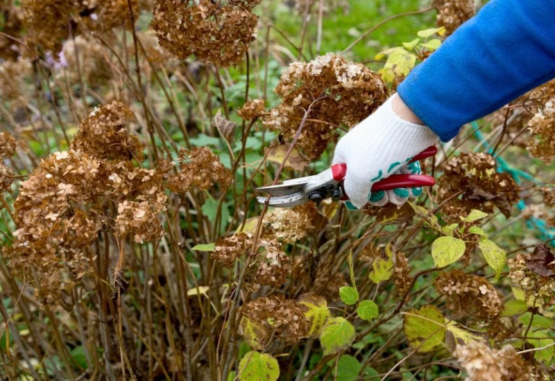 What to Do With Hydrangeas in Fall: 11 Proven Tips That Guarantee ...