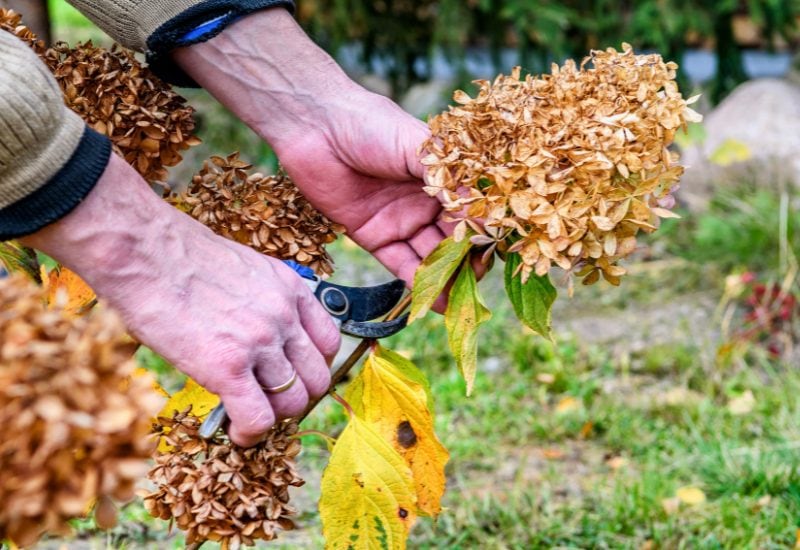 What to Do With Hydrangeas in Fall: 11 Proven Tips That Guarantee ...