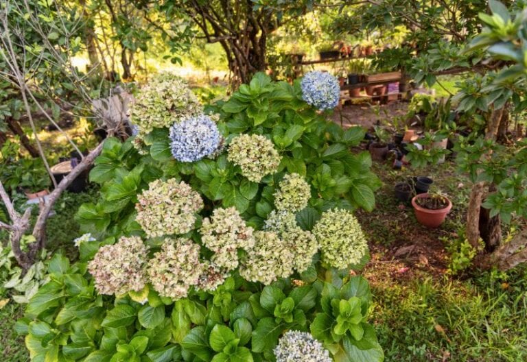 5 Common Mistakes Gardeners Make with Hydrangeas in the Fall – And How to Avoid Them!