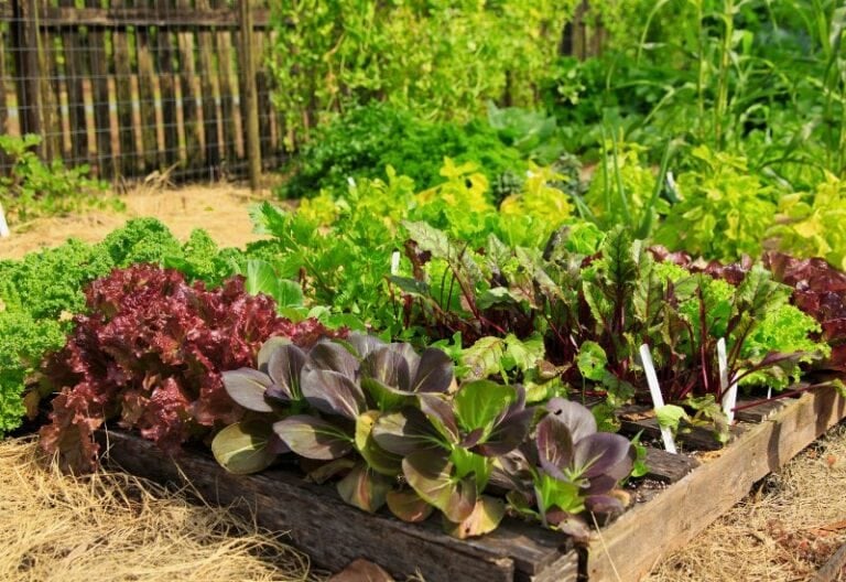 Yes, You Can Plant Tulip Bulbs in Spring—Here’s the Trick