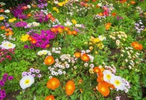 Plant the Perfect Wildflower Garden This Spring