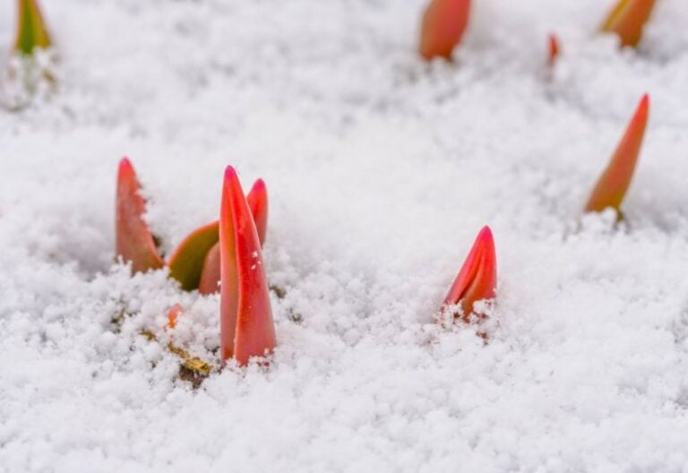 Yes, You Can Plant Tulip Bulbs in Spring—Here’s the Trick