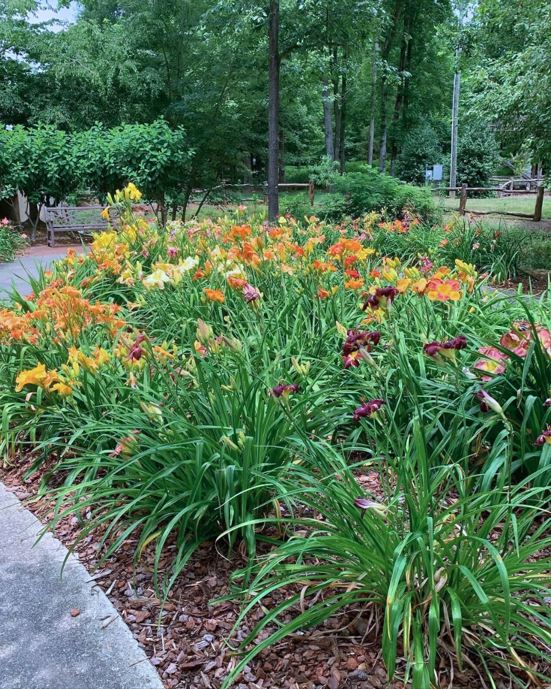How to Divide and Replant Daylilies in The Spring to Create More Plants ...