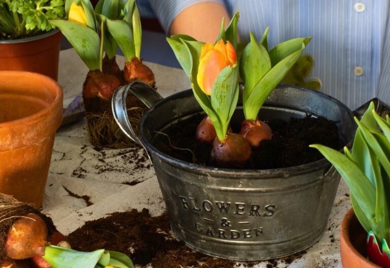 Yes, You Can Plant Tulip Bulbs in Spring—Here’s the Trick