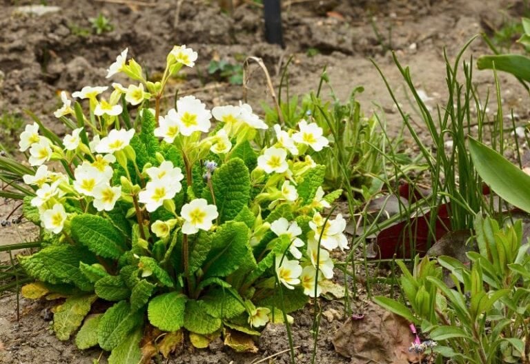 30 Flowers You Can Start From Seed in Winter For Spring Blooms