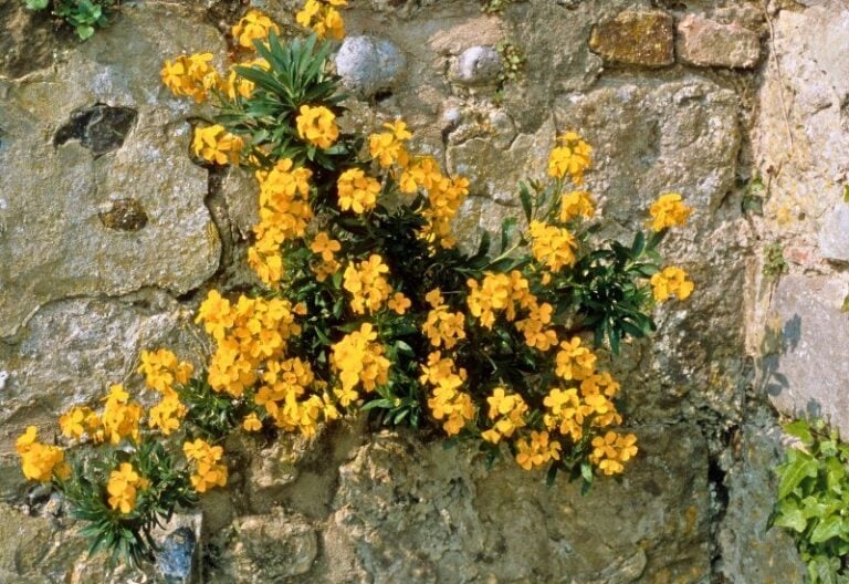 30 Flowers You Can Start From Seed in Winter For Spring Blooms