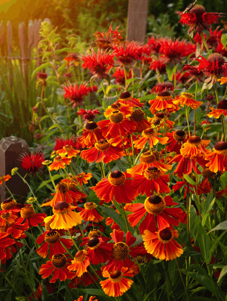 16 Fiery Red Perennial Flowers to Set Your Garden Ablaze Year After Year