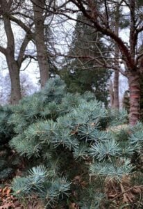 A Guide to Popular Fir Trees for Your Garden Landscape